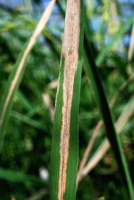 Paddy Leaf Disease Detection